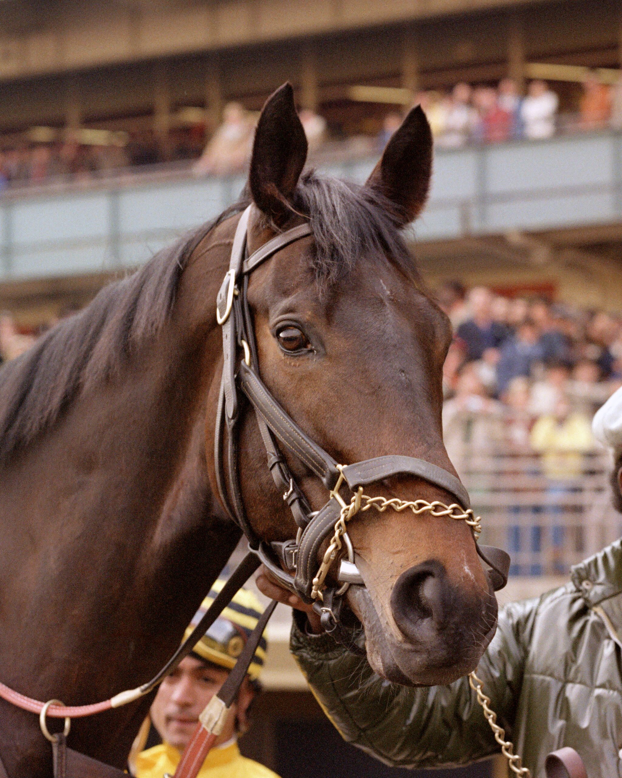 ON ANY GIVEN SATURDAY THE FASTEST FOREGO EVER - Horse Racing Today