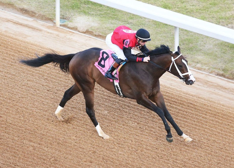 Love Seeing Hall of Famer Silver Spoon Blood in Modern Pedigrees ...