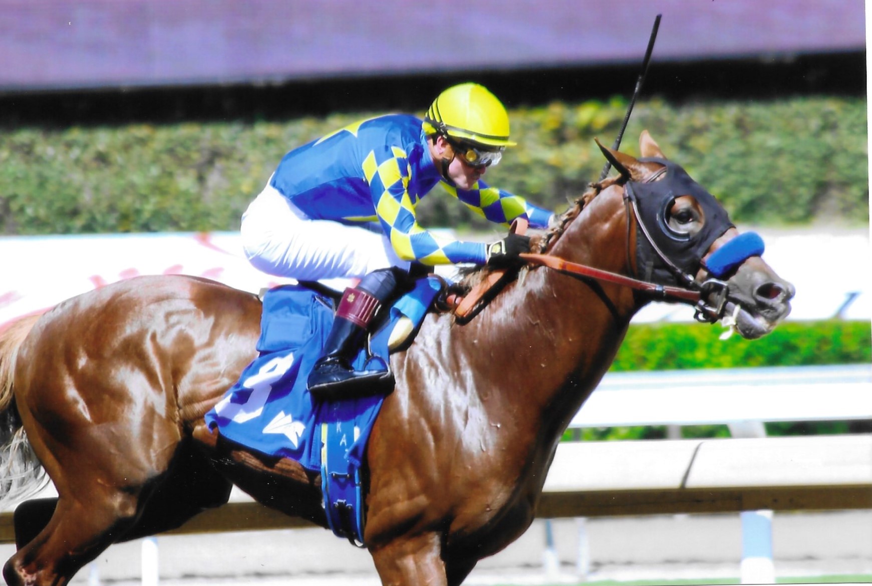 KALEA BAY and the Inaugural California Crown Stakes - Horse Racing Today